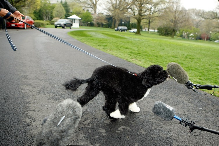 Photo Gallery: Bo the First Dog's First Term at White House | TIME.com