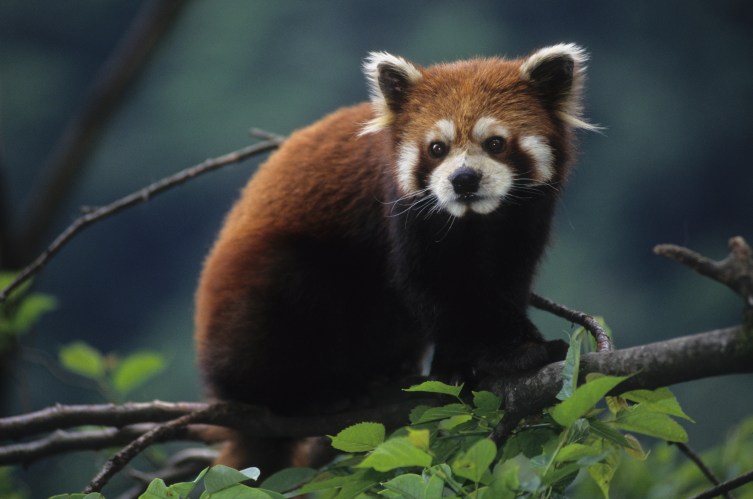 The Hunt for Red Panda—Over | TIME.com