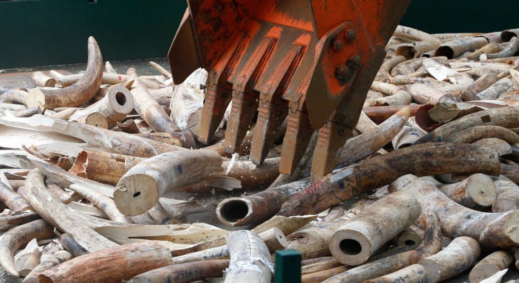 Obama Administration to Destroy Ivory Stockpiles | TIME.com